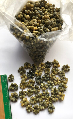 100 Shell Rings Green Mongo Hawaiian Hawaii Hula Graduation Weddings ...