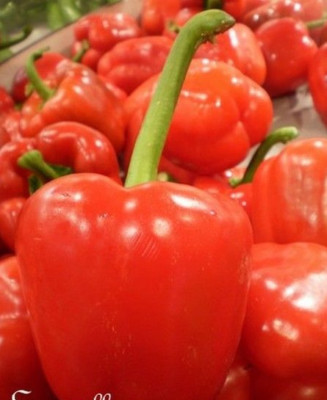 Mini POIVRON 'Mini Belle Rouge' - Capsicum ♫ Graines ♫ Décorative ...