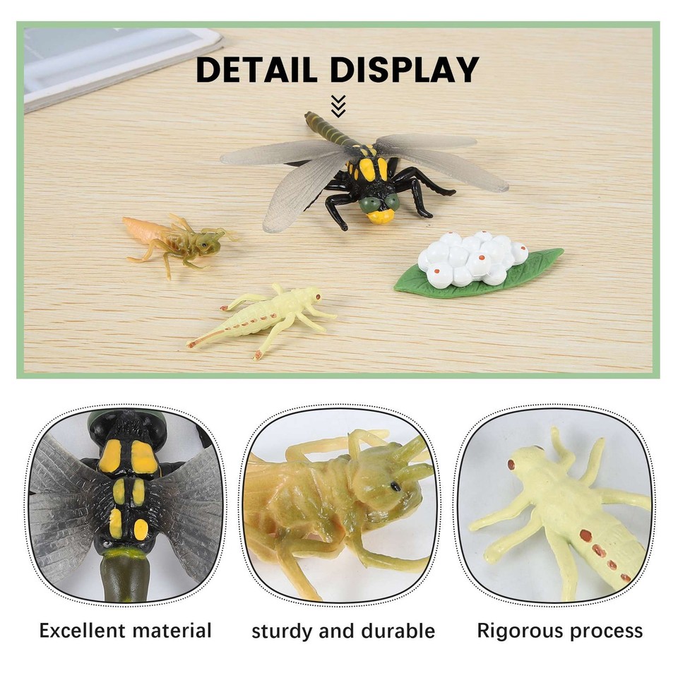 Cycle de Vie D'Une Libellule Insectes Cycles de Vie ModèLe de ...