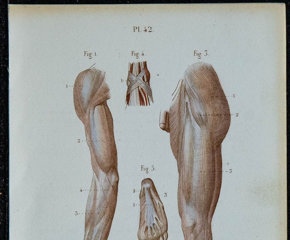 1852 - Anatomy Plate ApoNeurology: Aponeuroses Upper-Lower Limbs ...