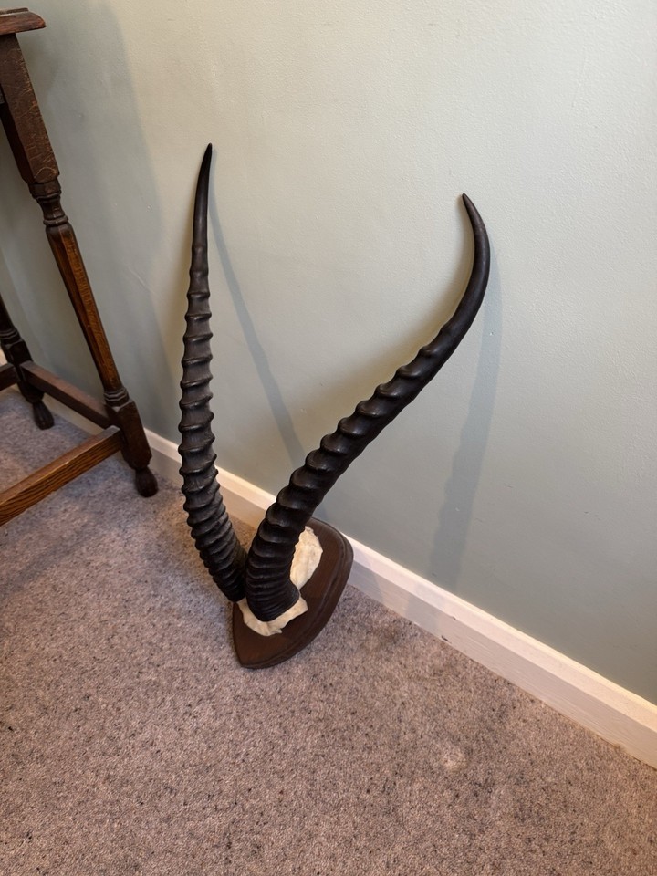 Taxidermy Antelope Horns On Shield | eBay UK