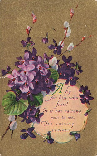 RAINING VIOLETS OPTIMISTIC POEM GREETING POSTCARD PURPLE VOILET FLOWERS ...