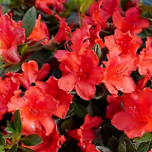 Sweet Azalea Studio | eBay Stores