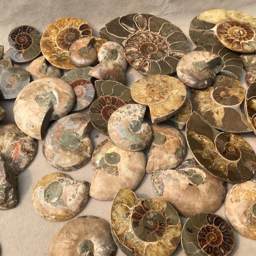 2.2LB Natural rare beautiful ammonite fossil conch specimen healing | eBay