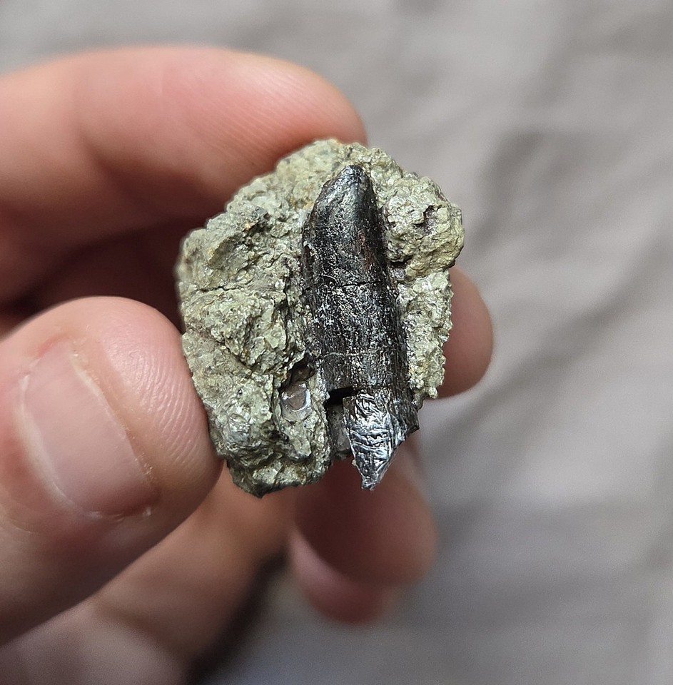 Ultra Rare Sauroposeidon Proteles Sauropod Dinosaur Tooth Fossil ...