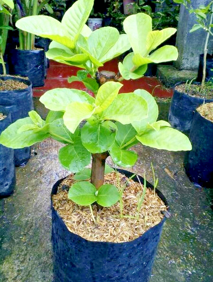 Red Getas Guava (Psidium Guajava) 5.000+ Seedss | eBay
