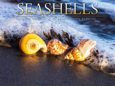 SEASHELLS - 2025 WALL CALENDAR - BRAND NEW - 5391 | eBay
