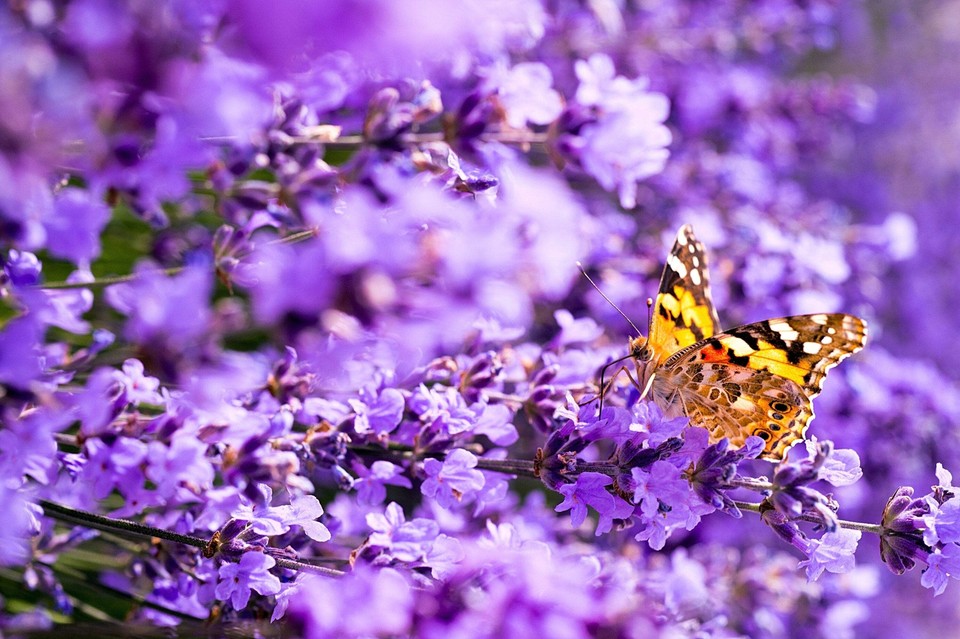 20 DWARF MUNSTEAD LAVENDER English Lavandula Angustifolia Flower Herb ...