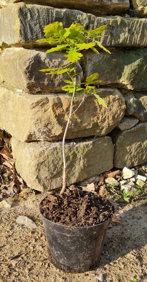 English Oak Tree Sapling. 20- 35 cm tall. Plant a Squirrel feeder ...