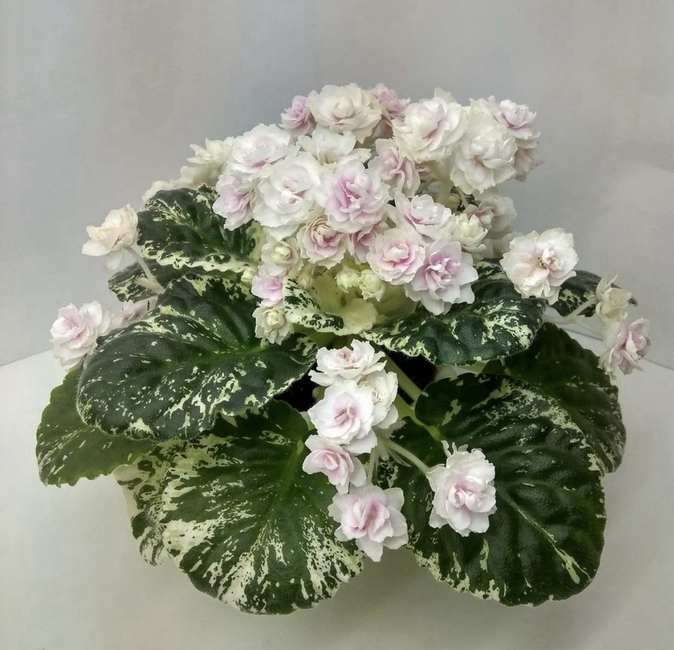 African Violet plant. Watermelon Snow . Large plant. Mosaic variegation ...