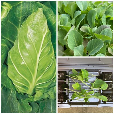 Cabbage Vegetable Plug Plants | Hispi Greyhound | Ready For Dispatch ...