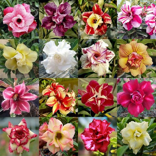 SET02 Desert Roses Adenium Obesum Double & Triple Flowers Mixed ...