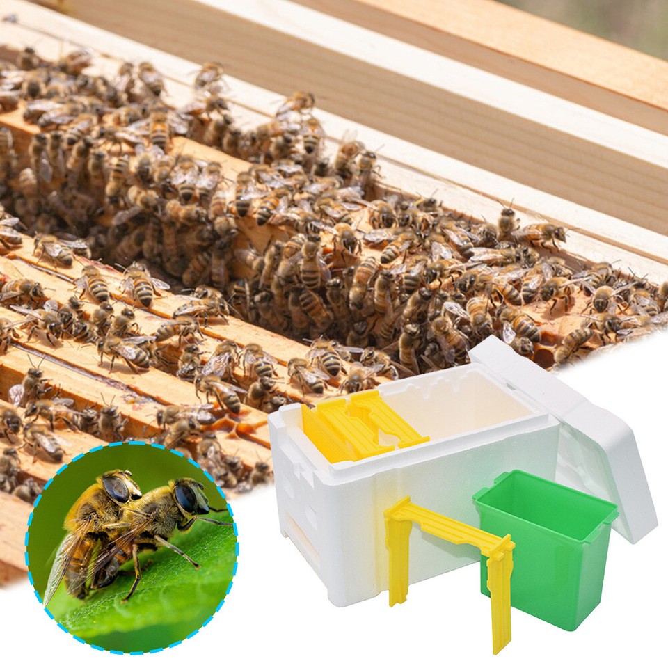 Foam Bee Box Queen Bee Breeding Box Bee Pollination Box Beekeeper ...