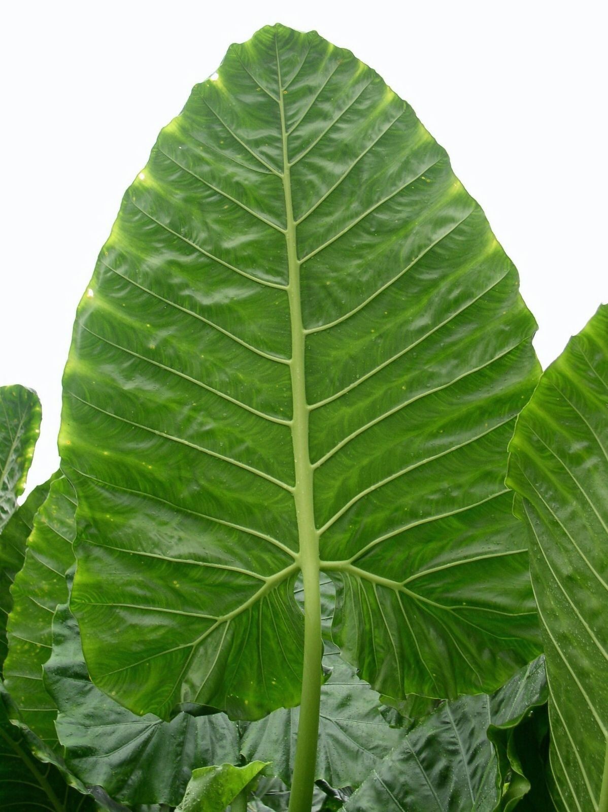 Dried Giant Taro Leaves 100g Sri Lanka 100%Natural Organic Alocasia ...