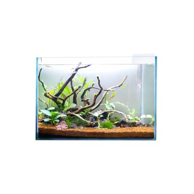 Swell Glass Aquarium 30cm – 10.8L Tank, , Frameless Fish Tank | eBay UK