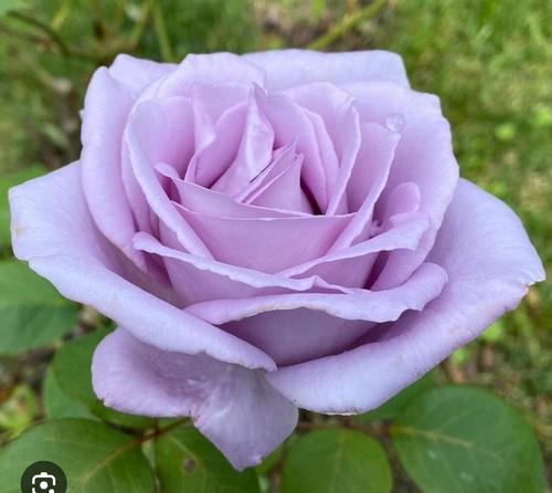 Blue Girl Rose bush Hybrid T Bare Root! Live Starter Plant!! | eBay