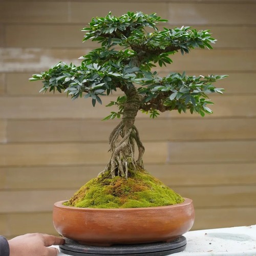 Real Plant Bonsai Calliandra Calothyrsus Flower Medium Size Bonsai Tree ...