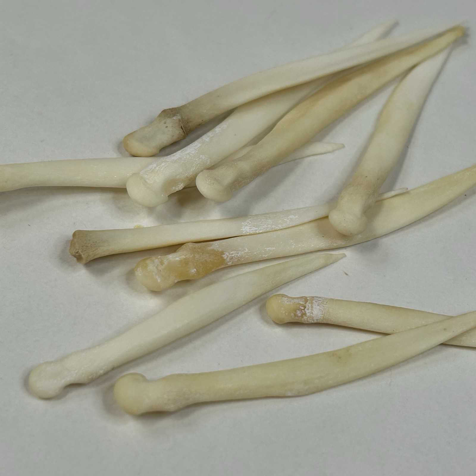 Lot Of 10 Whitetail Deer Pick Bones Unique Weird Cleaned Taxidermy ...