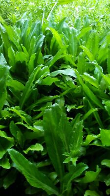 500+ Shadow Beni, Mexican Long Sawtooth Coriander, Culantro , Thai ...