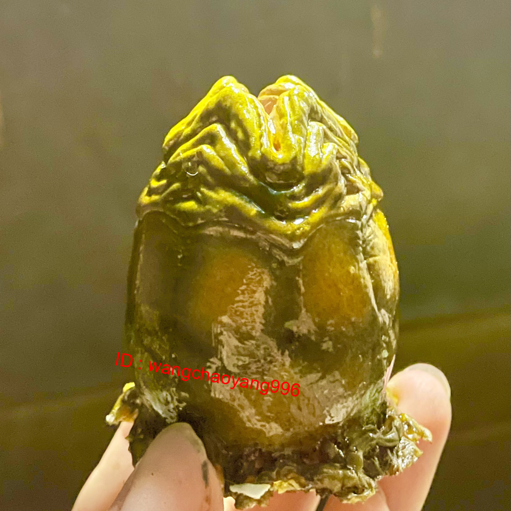 1/6 Scale Alien Egg Predalien Covenant Model for 12" Figure Doll Scene ...