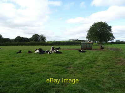 Photo 6x4 Cattle off Bridge Beck Lane Kepwick c2020 | eBay UK
