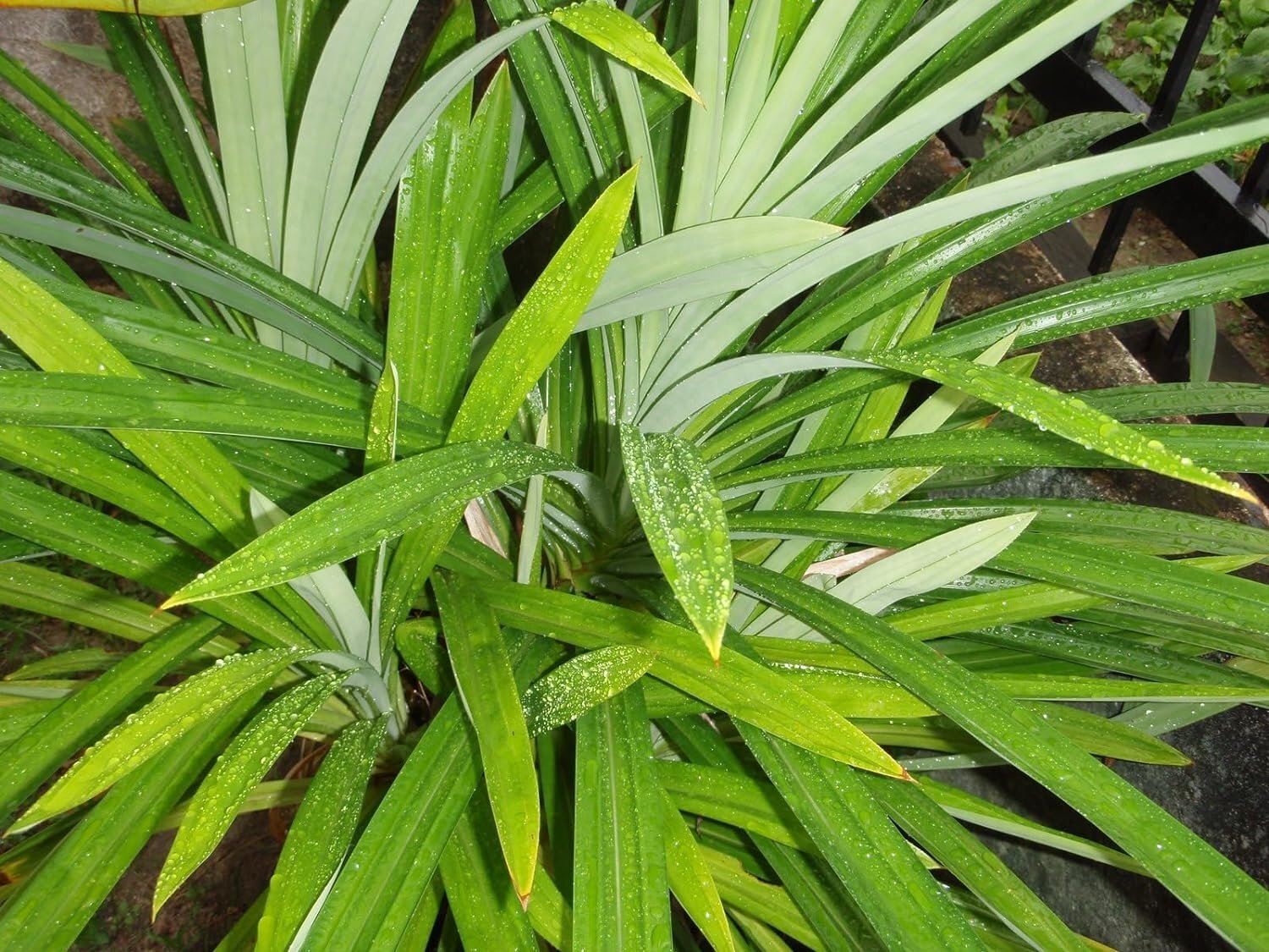 Pandan Plant - 4 Live Starter Plants in 2 Inch Pots - Pandanus ...