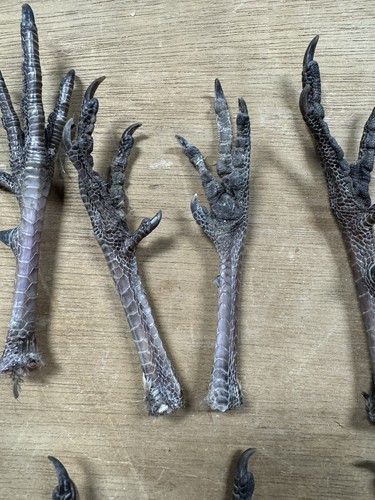 10 Ringneck Pheasant Feet Spurs Taxidermy Native Crafts Gothic Oddity ...