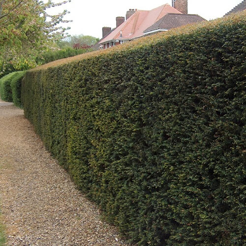 20 X COMMON YEW TAXUS BACCATA EVERGREEN HARDY DENSE HEDGING PLANT IN ...