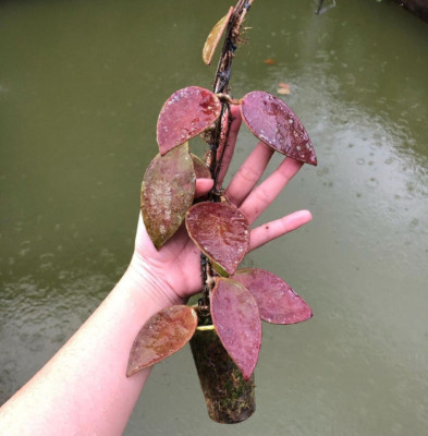 Hoya Benchaii Red Sp Borneo Free Phytosanitary | eBay