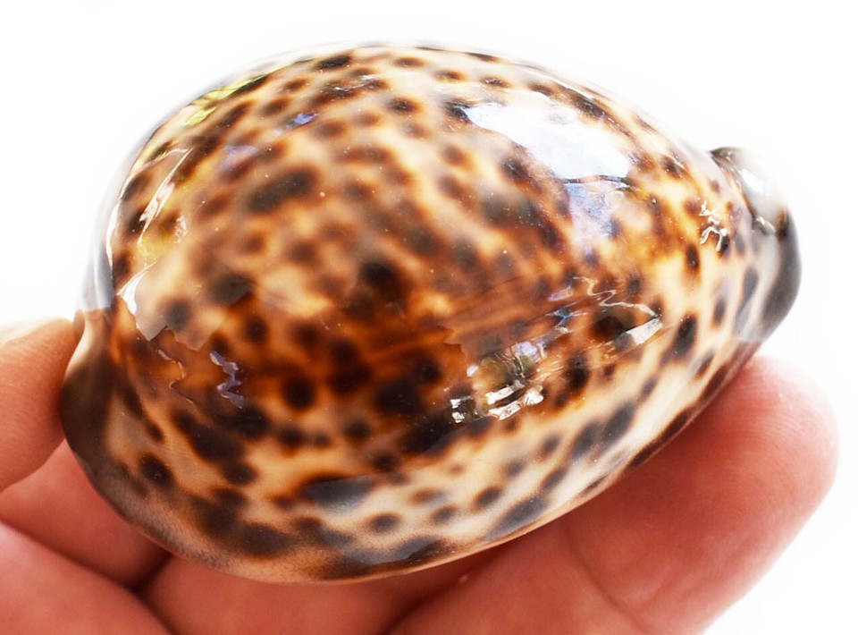 3 Select Large Tiger Cowrie (Cypraea Tigris) Shells 3 1/2" Craft Beach ...