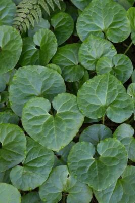 Wild Ginger (Asarum Canadense) | Bare-root | eBay