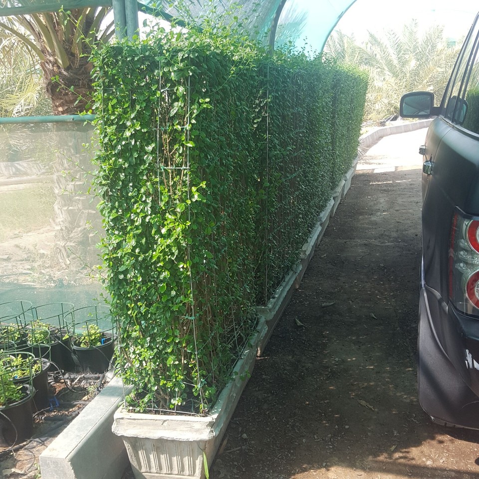 LIVE PLANT 13" Carmona microphylla - Ehretia microphylla - Fukien Tea ...