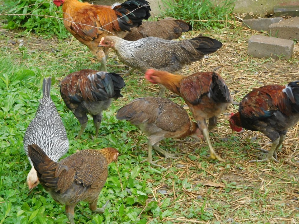 5 RARE Laughing Chicken😂 Ketawa🐓🐣🩷 Hatching Eggs Greenfire Farms NPIP🐓 ...