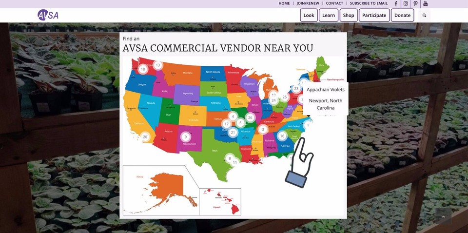 African Violet Plant- "Watermelon Snow" (standard) | eBay