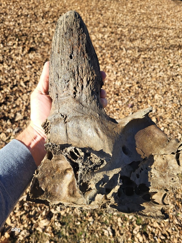 Historic Large Bison Occidentalis Horn Core Partial Skull Buffalo | eBay