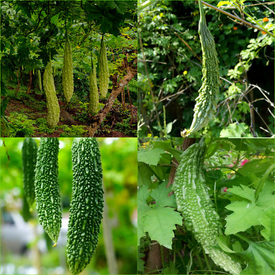 Gourd Bitter Long 5 Seeds VEGETABLES Spring SUMMER | eBay Australia