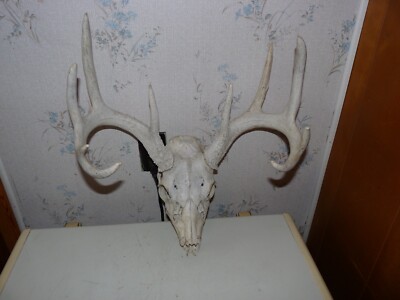 HUGE 10 PT Whitetail Deer Skull Mount European Buck Skull Antler 5X5 ...