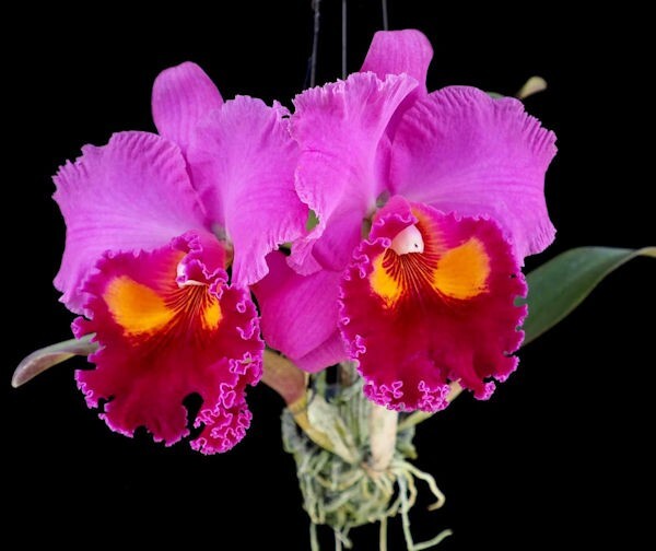 Rlc Pathoon Gold x Rlc Phet Ratsima Live Orchid Plant 3 Inch Pot 3BB13 ...