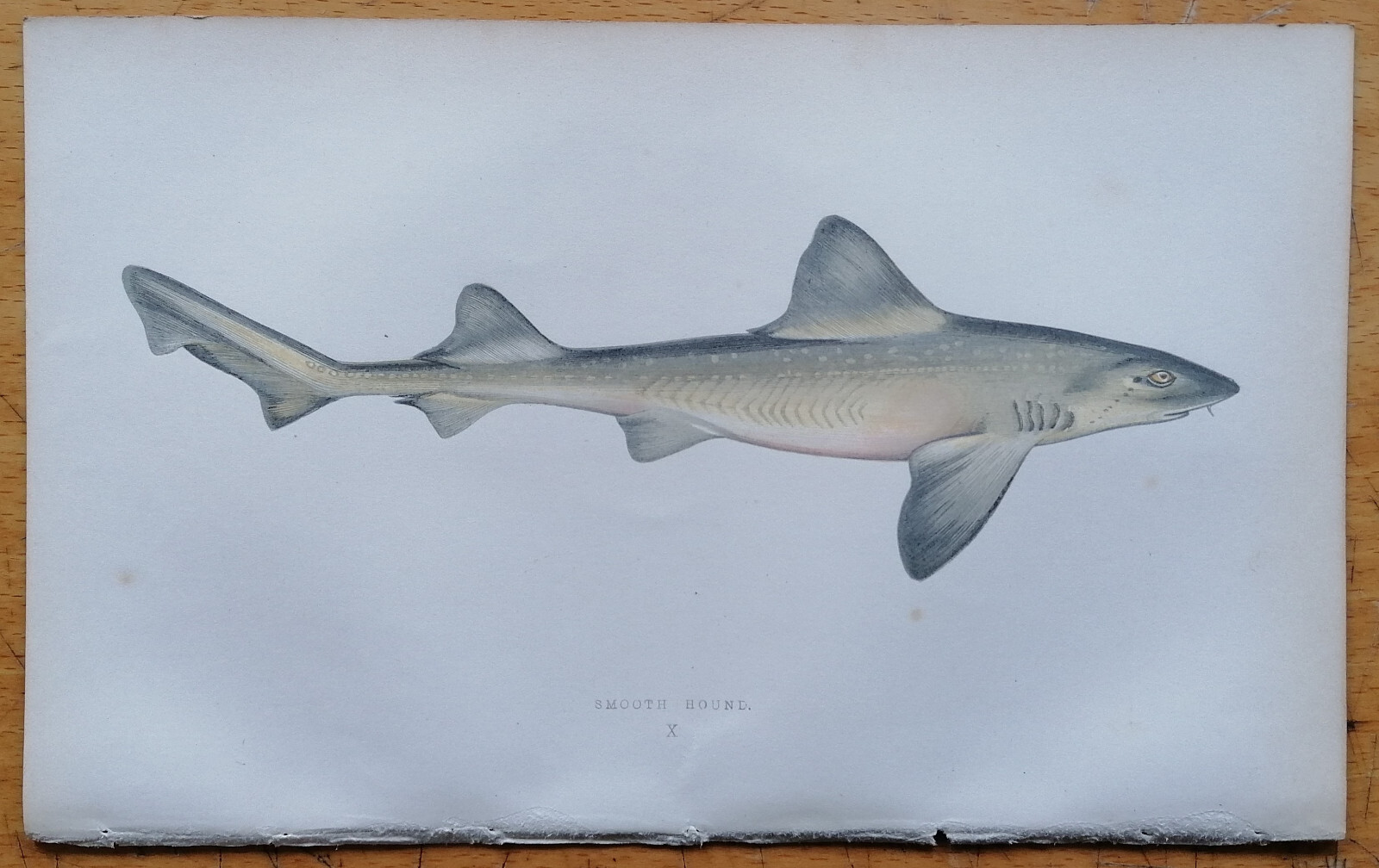 Smooth Hound Shark - Original Print from Couch - 1862 | eBay