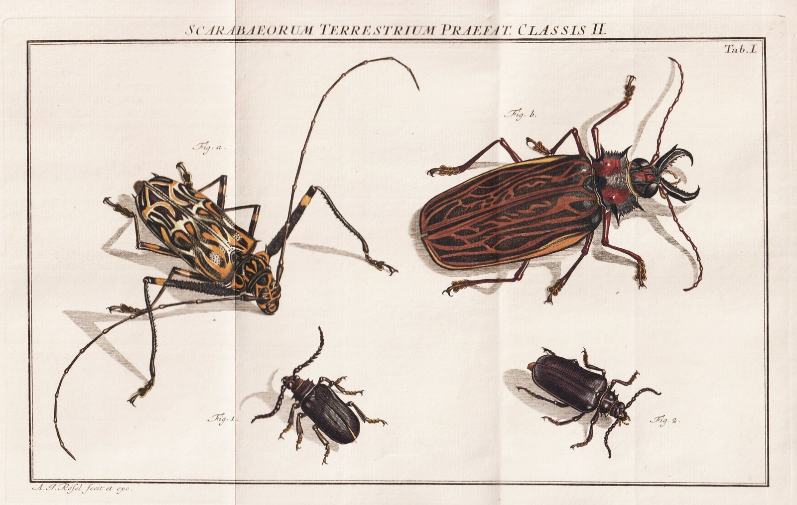 Bug Beetle Insects Tab II Engraving Copperplate Engraving Workers ...