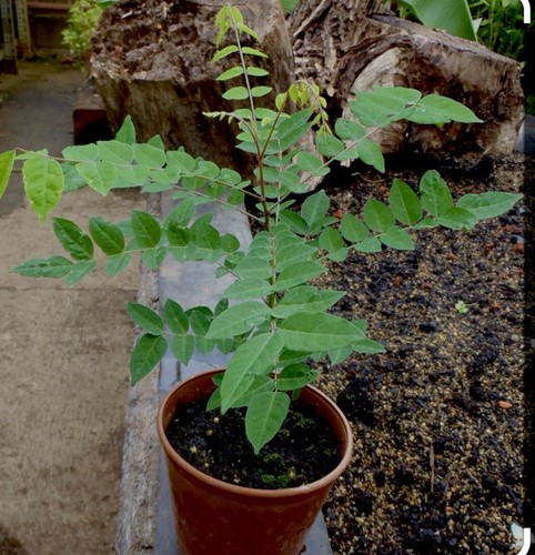 star fruit tree, Organic, Medium Size In Pot | eBay