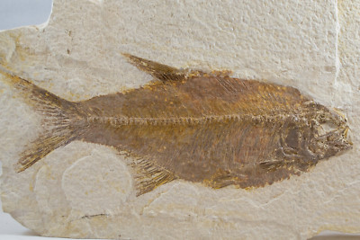 Eohiodon Falcatus Mooneye Fossil from Green River Formation Wyoming | eBay