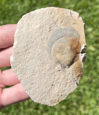 Germany Fossil Bivalve Camptonectes virgatus Cretaceous Dinosaur Age ...