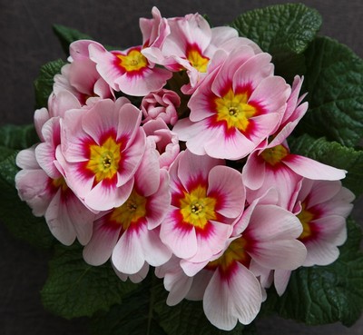 15+ Primrose Flower Seeds / Pink / Primula Perennial | eBay