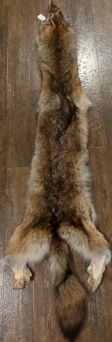 Tanned Eastern coyote pelt. Wild Country Fur Cabin Craft Hide. Nice No ...