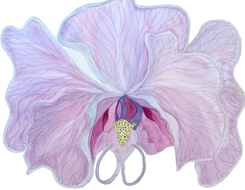 PAINTING WATERCOLOR 11X14 AND BLACK MAT 16X20 FLOWER ORCHID PINK ...