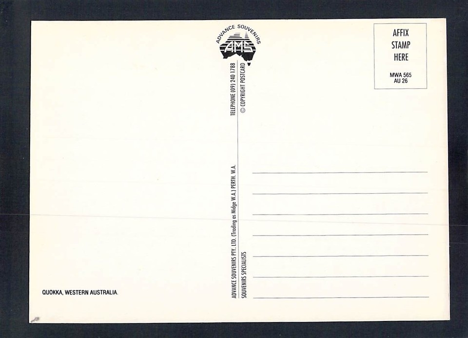 E1351 Australia WA Rottnest Island Quokka postcard | eBay