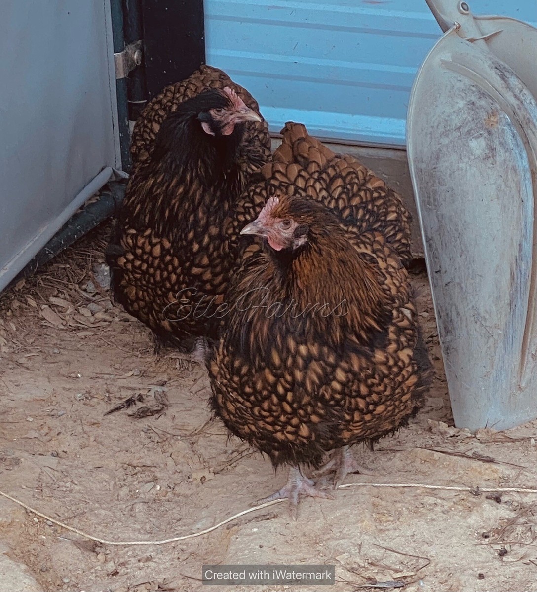 Red English Orpington Hatching Eggs Orpingtons Ravens Hollow Farms