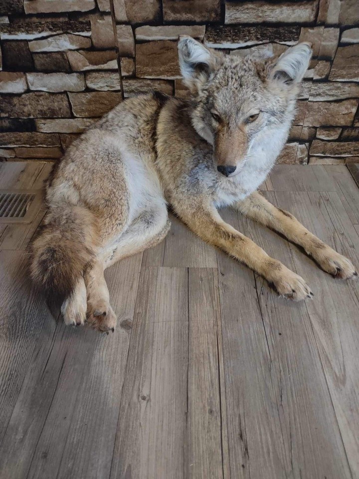 Coyote Taxidermy Custom Full Body Mount Home Camp Wall Decor Hunting ...