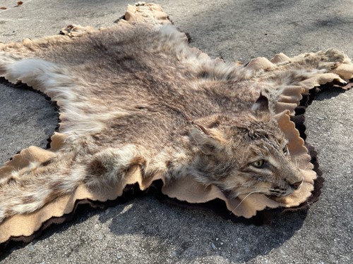 TAXIDERMY xxLarge Western BOBCAT or Lynx Cat, Fur/Hide/Skin/Pelt/RUG ...